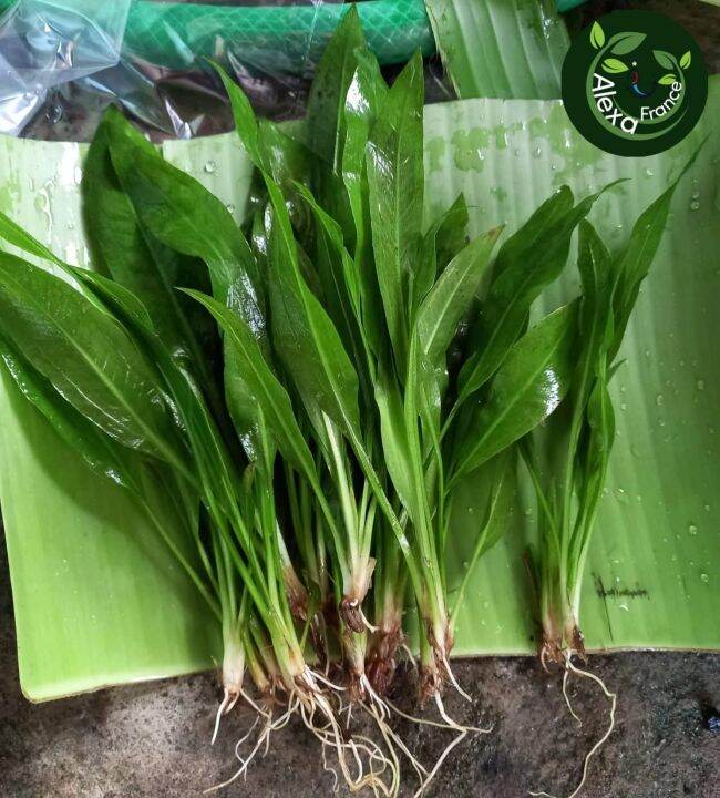 Amazon sword aquatic plant for aquascaping | Lazada PH