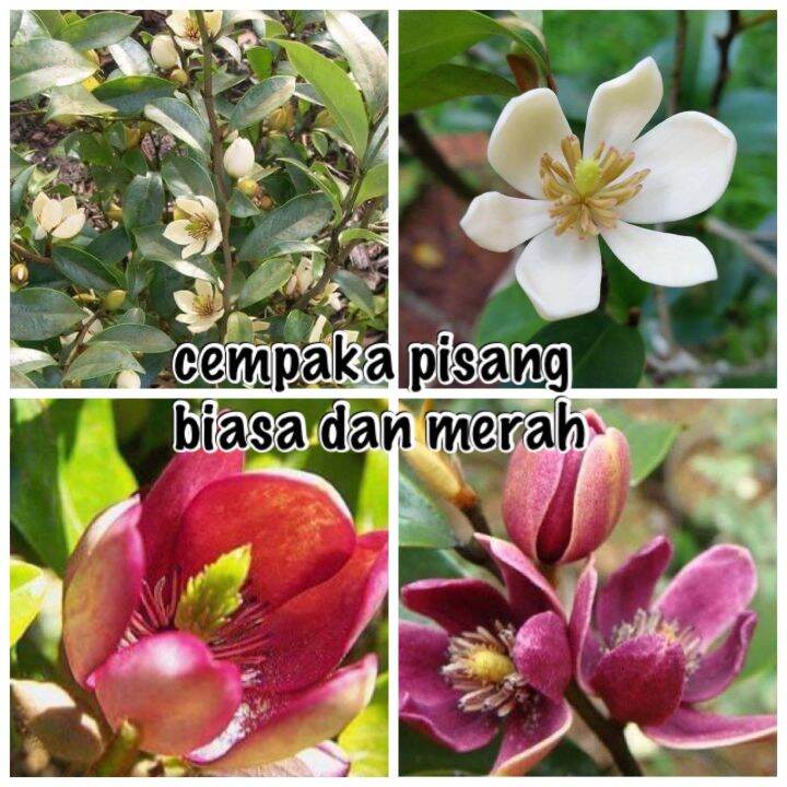 Pokok bunga wangi cempaka pisang biasa dan merah, magnolia figo | Lazada