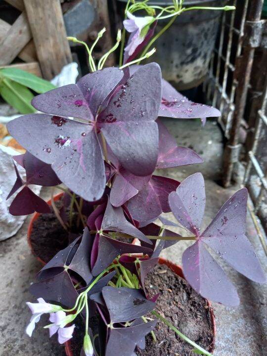 oxalis triangularis butterfly plant | Lazada PH