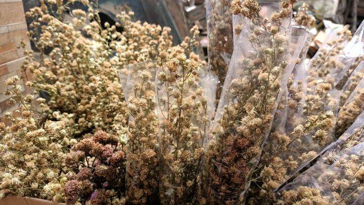 bunga pikok kering ungu putih rustic dekorasi | Lazada Indonesia