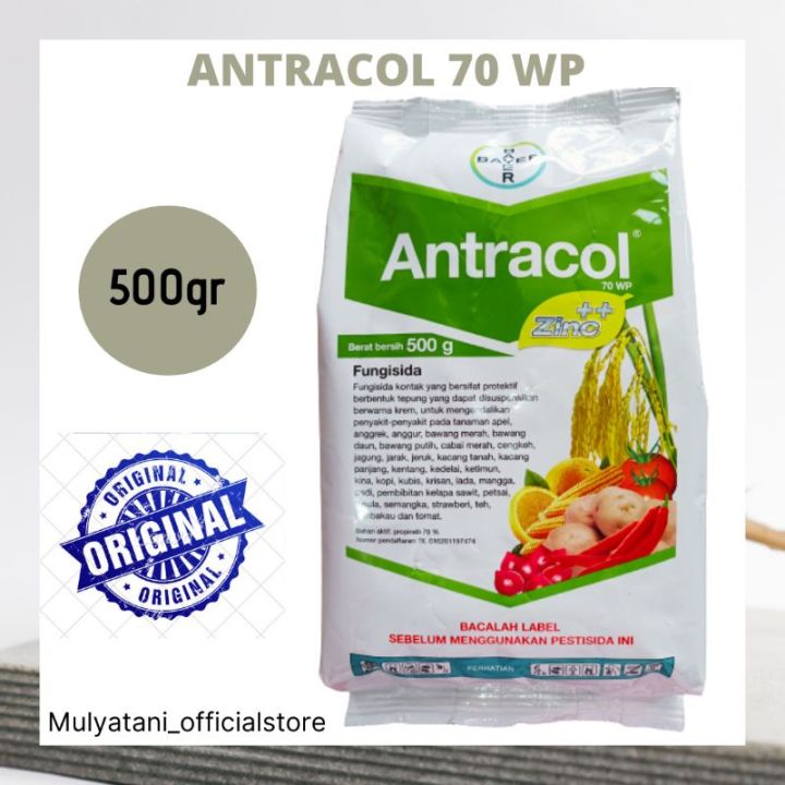 Fungisida Antracol 70 WP 500 Gram Original Kemasan Pabrik | Lazada ...