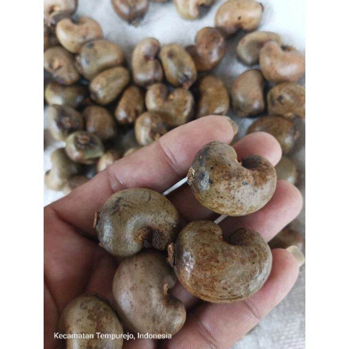 10 Biji Benih Mete Jambu Monyet | Lazada Indonesia