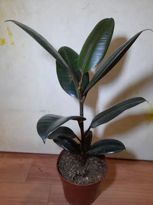 Black Prince Rubber Tree 1ft. 10 leaves (Established)- LIVE PLANT With ...