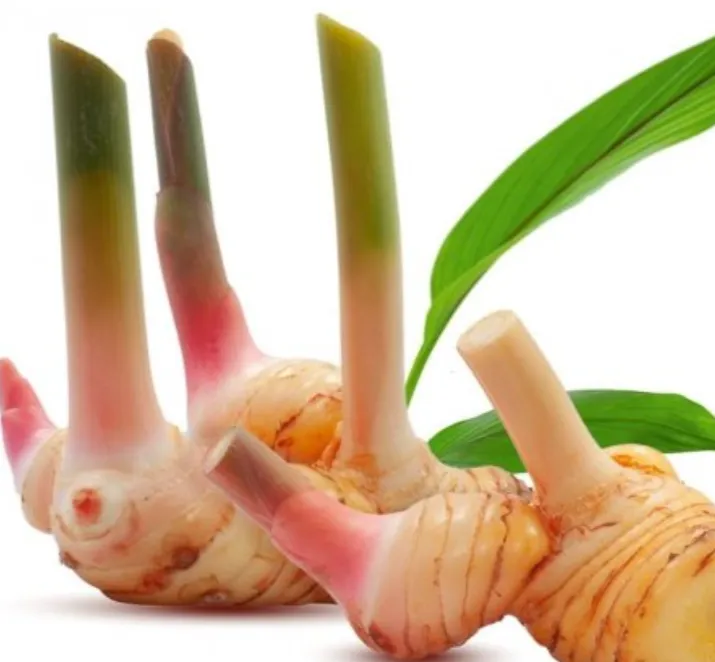 lengkuas 1 kg | Lazada Indonesia