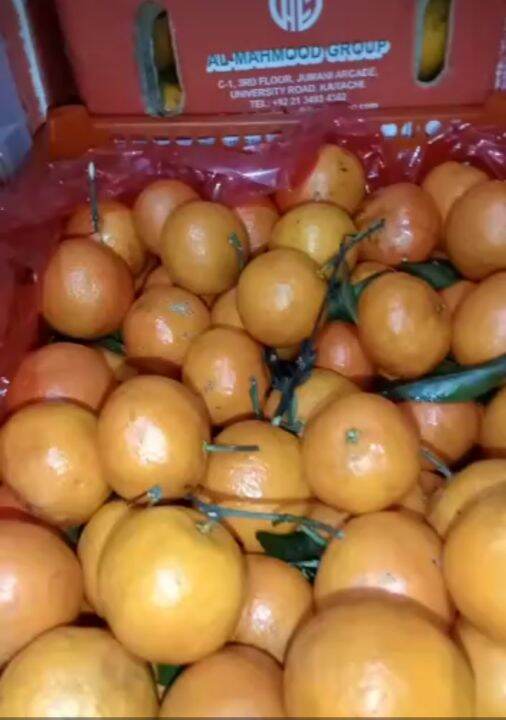 JERUK SANTANG DAUN MANIS 1 KG | Lazada Indonesia