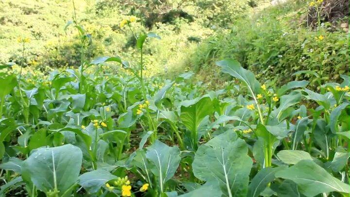 FLOWERING PECHAY/CHOY-SUM/CHINESE PECHAY (150 pcs. seeds) - FOR ...