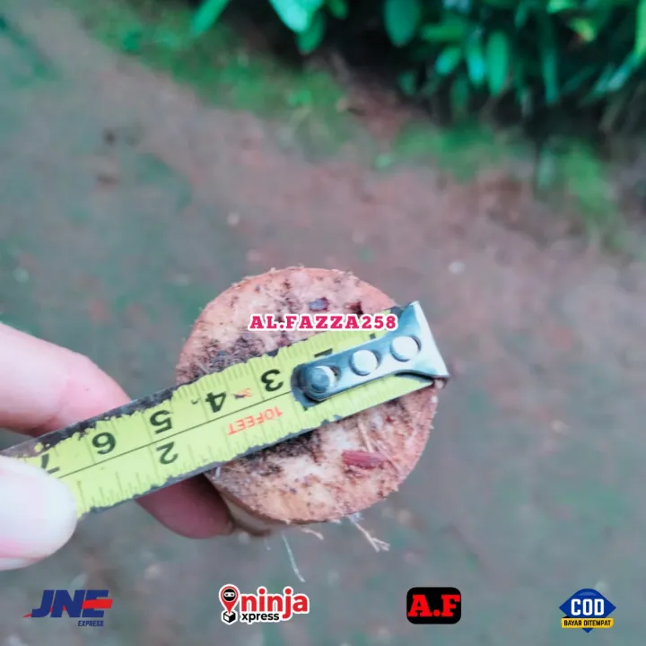 kayu rotan diameter besar panjang 1 meter big size rotan batangan ...