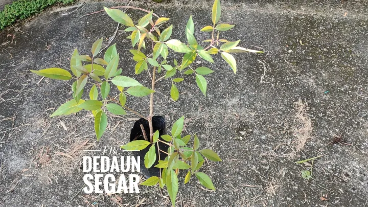Anak Pokok Lemuni | Lazada