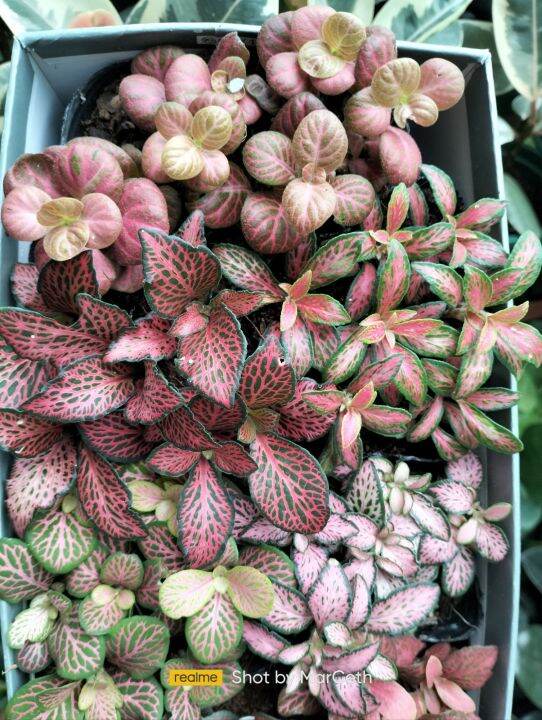 Fittonia Nerve Live Plant RARE Varieties | Lazada PH