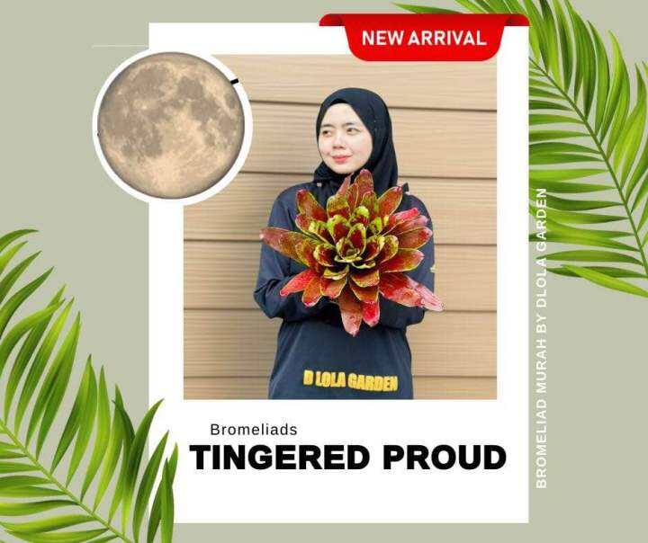 NEW ARRIVAL BROMELIAD CANTIK (SILA TANYA AVAILABILITY SEBELUM PLACE ORDER)TUMBUHAN BUNGA NANAS ...