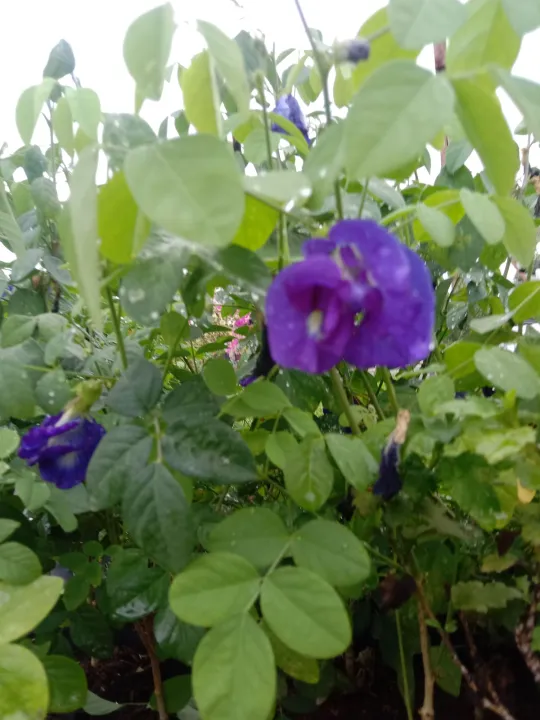 Blue tarnate Herbs | Lazada PH