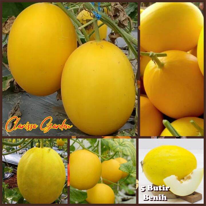 5 BUTIR BIJI/BENIH MELON VARIETAS GOLDEN | Lazada Indonesia