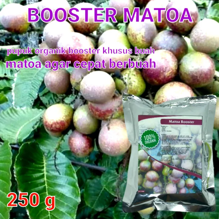 Pupuk buah matoa booster agar cepat berbuah lebat mencegah rontok bunga pupuk organik booster ...