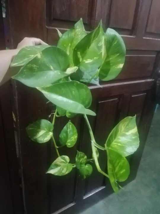 Trailing hanging golden pothos 1.5ft ships nationwide COD | Lazada PH