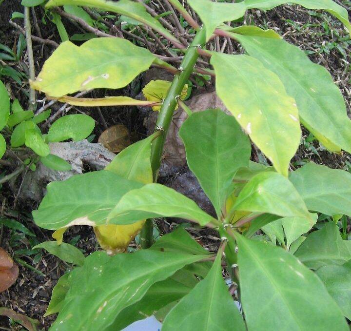 pokok jarum tujuh bilah | Lazada