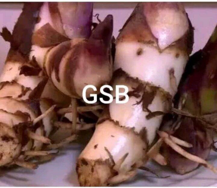 Umbi ganyong merah segar 1 kg bisa untuk bibit | Lazada Indonesia