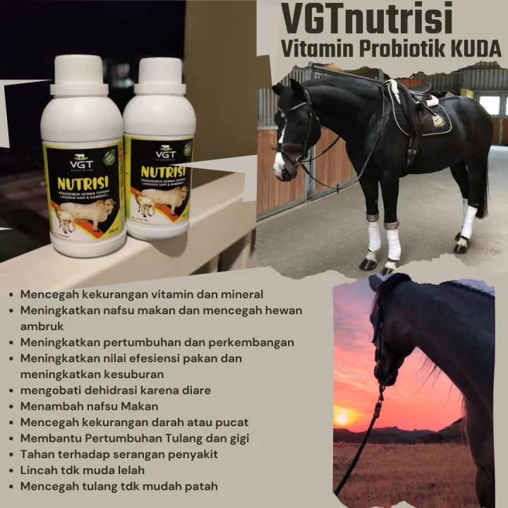 VGT nutrisi Probiotik Vitamin Organik 100% Meningkatkan Pertumbuhan Kuda Pacu Tunggang Penarik ...