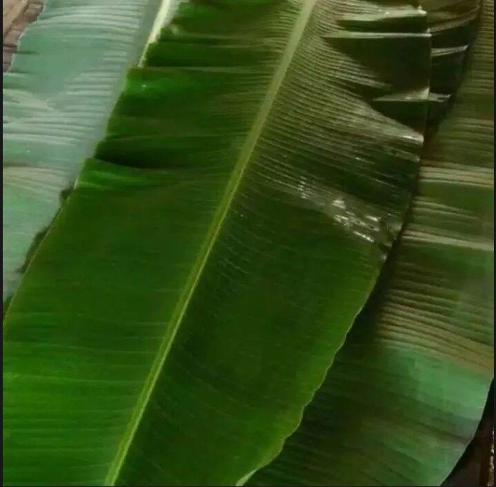 Daun Pisang Segar 1 Kg - Daun Pisang Segar Pembungkus Kue | Lazada ...