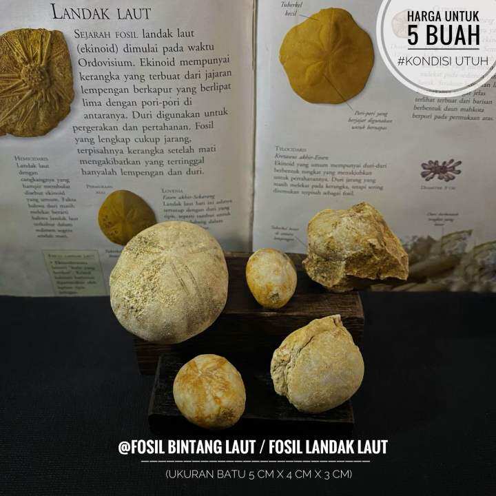 Fosil Landak Laut B22 atau Fosil Bintang Laut atau Sea Urchin Fossil ...