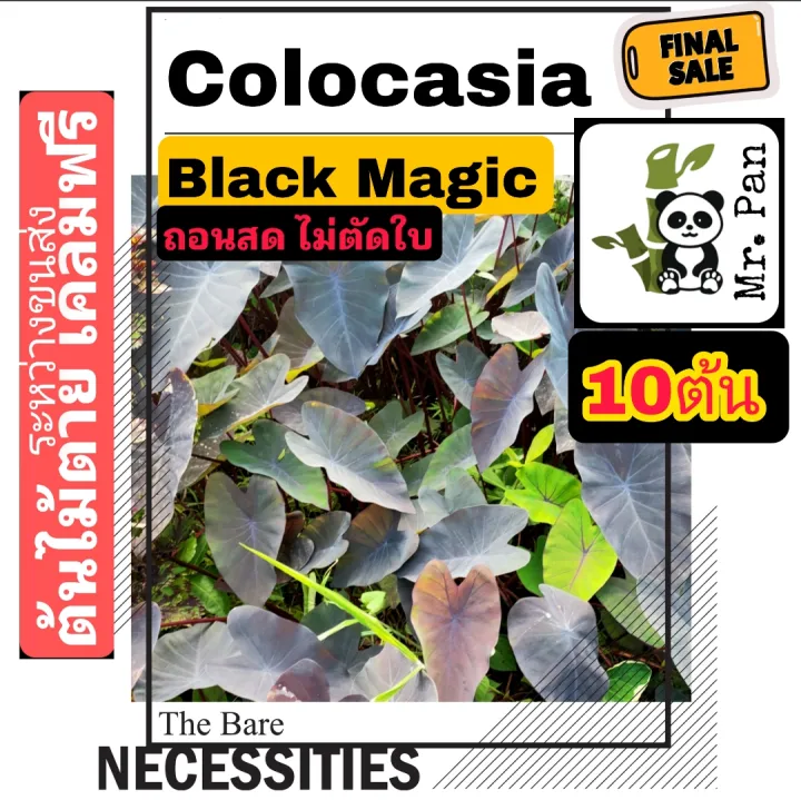 ขาย10ต้น Colocasia Black Magic ถอนสด ไม่ตัดใบ โคโลคาเซีย เเบล็คเมจิก ...