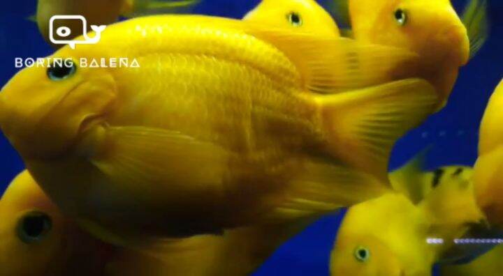 BRBN Yellow/Golden Yuan Bao Parrot - Parrot Fish - Ikan Parrot ...