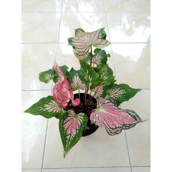 Caladium/Keladi Wayang | Lazada Indonesia