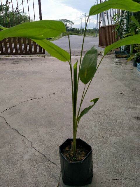 Pokok Ubi Bemban Tanpa tanah ( 2 pokok) / Sagu Bemban / Sagu Burma ...