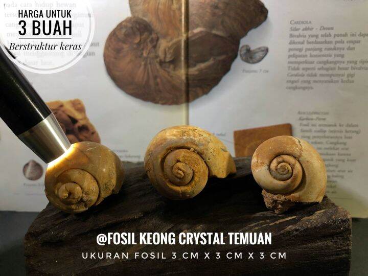 Fosil Keong Crystal Temuan A33 atau Fosil Kerang atau Fosil Biota Laut ...