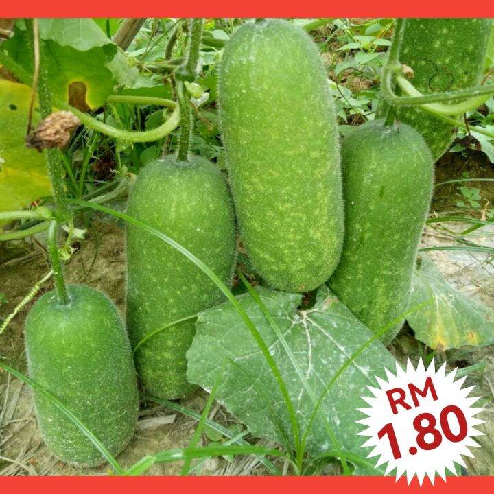 M5 Biji Benih Kundur Kulit Hijau（12ps +/-）/ Green Winter Melon Seeds ...