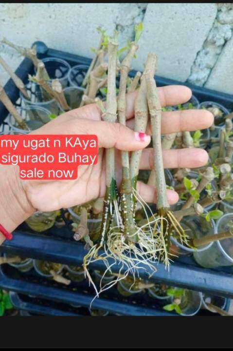 madre de agua cutting rooted 5+1 free my ugat n Kaya Sigurado Buhay ...