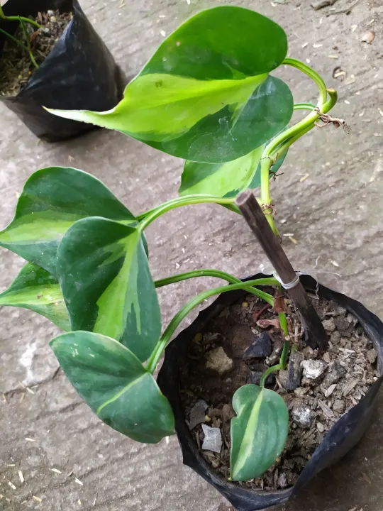 Philodendron Brasil Pothos | Lazada PH