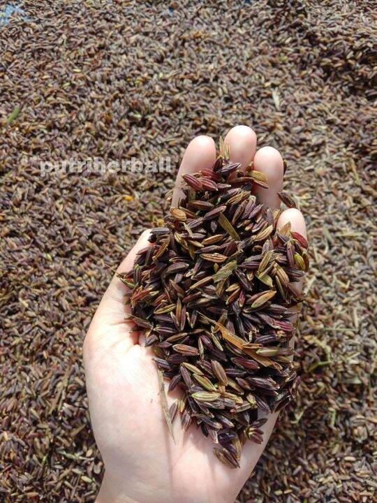 BENIH PADI BERAS KETAN HITAM/BIBIT KETAN HITAM | Lazada Indonesia