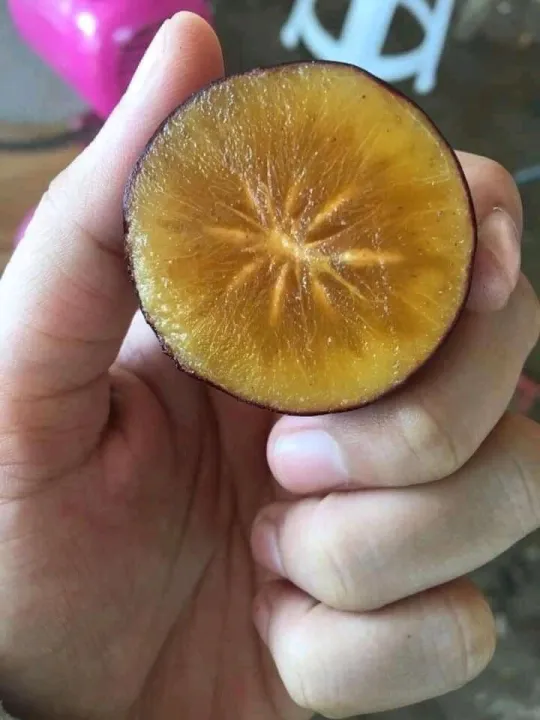 Pokok Kerkuk / Kerekuk Indian Coffee Plum Flacourtia Jangomas - buah ...