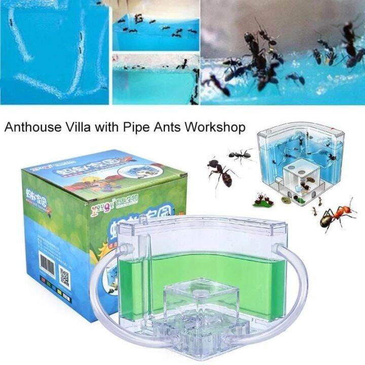 Rumah Semut Warna-Warni Untuk Rumah Semut Peliharaan Makanan Semut ...