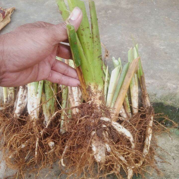 Bibit super umbi Garut/sagu 1 pohon | Lazada Indonesia