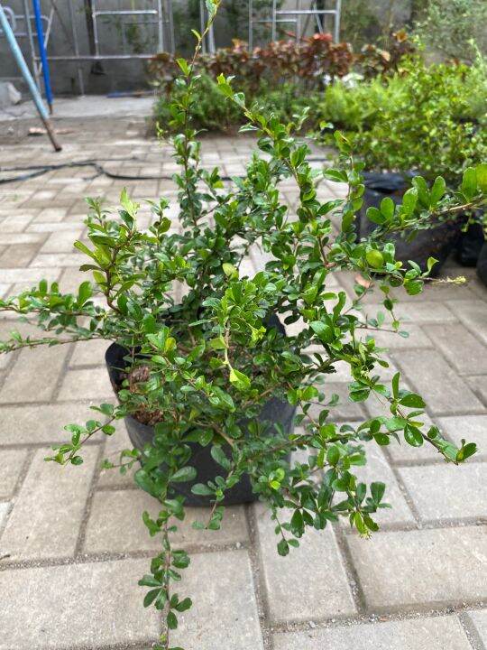 Fukien Tea “Tsaang Gubat” Ehretia Microphylla (ESTABLISHED) | Lazada PH