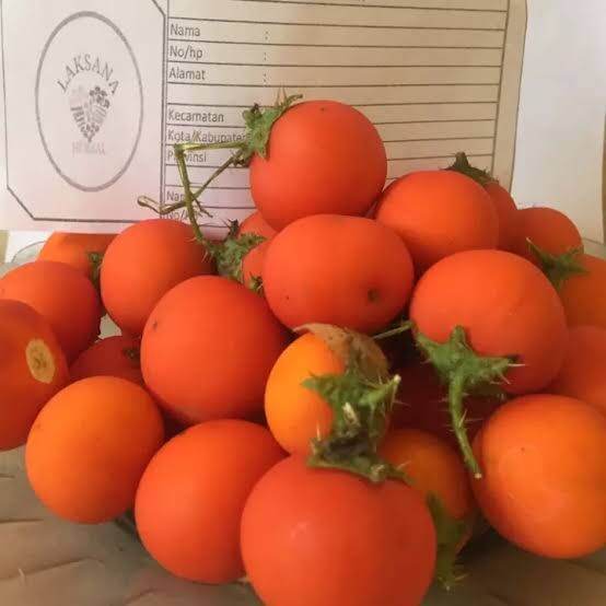 buah terung pari segar fresh 100gr terong duri mentah | Lazada Indonesia