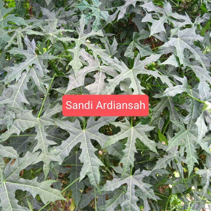 Daun Gedi Atau Daun Pepaya Jepang Segar 500 Gram | Lazada Indonesia