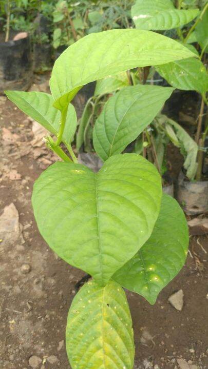 Bibit tanaman Buah Markisa Jumbo Erbis Pohon Buah Erbis | Lazada Indonesia