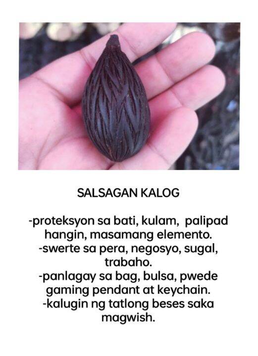 SALSAGAN KALOG-pamproteksyon at pampaswerte | Lazada PH