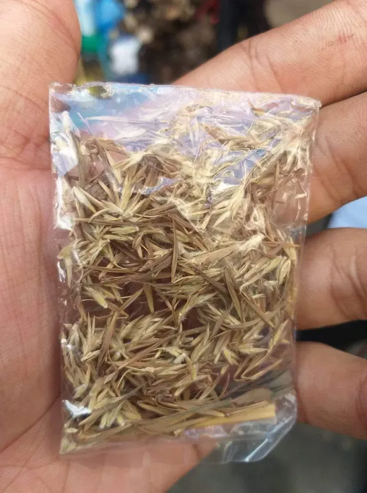 Bulaklak ng tanlad | Lazada PH Bulaklak ng tanlad | Lazada PH