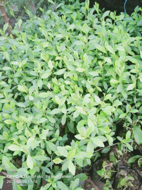 pohon menjutai lekwanyu cara rumpun, dalam satu rumpun isi 4 sampai 6 ...