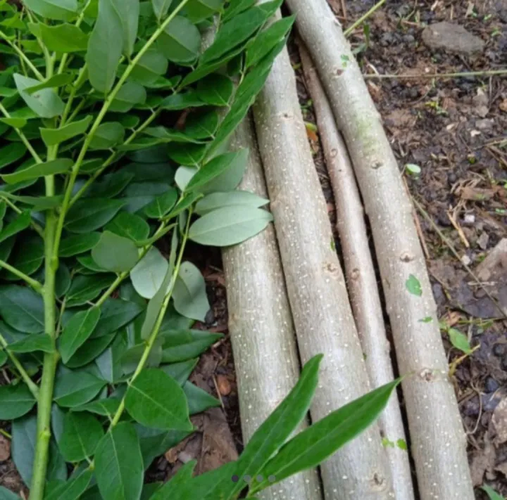 Stek batang pohon gamal atau kalikiria / batang | Lazada Indonesia