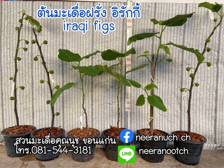 ต้นมะเดื่อฝรั่ง ติดผลแล้ว อิรักกี้ iraqi figs tree | Lazada.co.th