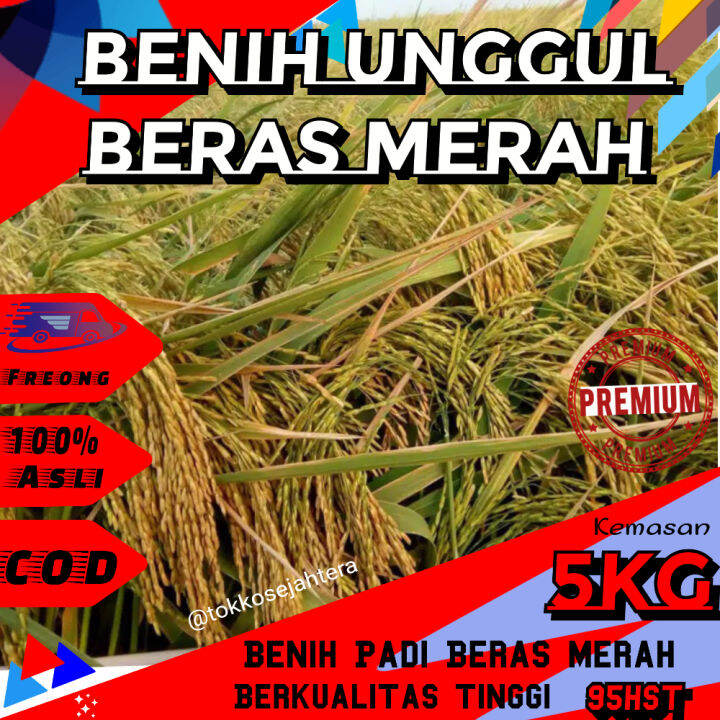 Bibit padi Beras merah kemasan 5kg | Lazada Indonesia