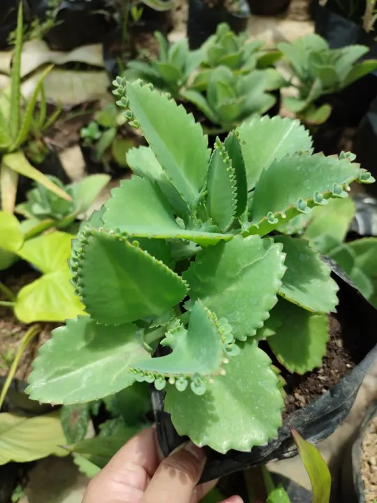 Kataka taka Plant with FREE fertilizer and free Pot | Lazada PH