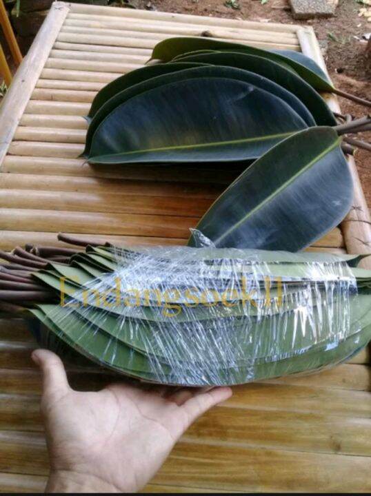 Herbal Daun karet kebo 1kg 25 lembar | Lazada Indonesia