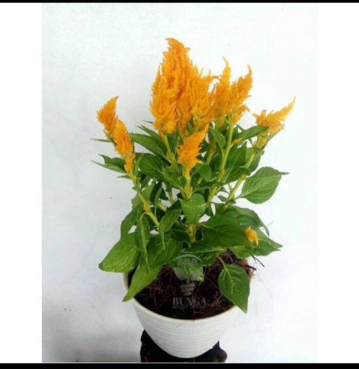 TANAMAN HIAS CELOSIA BUNGA WARNA KUNING | Lazada Indonesia