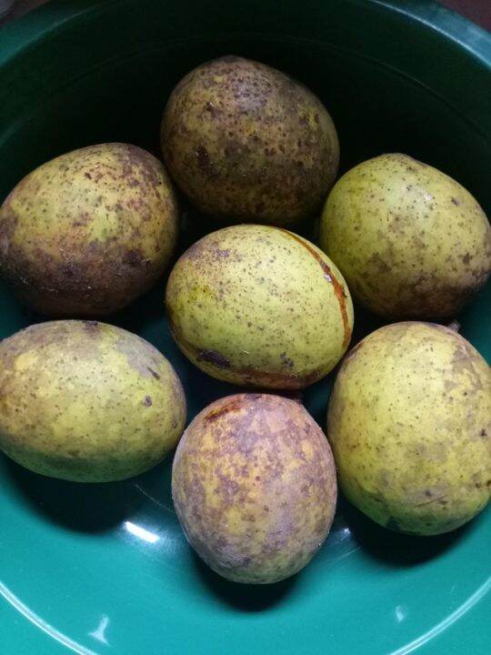 jual buah limus buah bacang segar 1kg | Lazada Indonesia