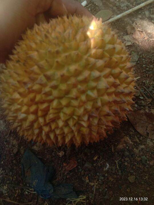 BUAH DURIAN SUPER | Lazada Indonesia